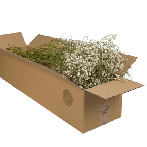 Dried Flowers - Gypsophilia Naturel | Floriette Portal